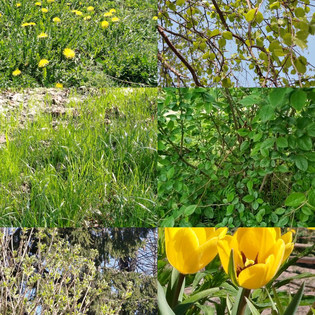 Иконка канала 🌷Вики🌷