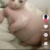 Иконка канала Жирная Котость
