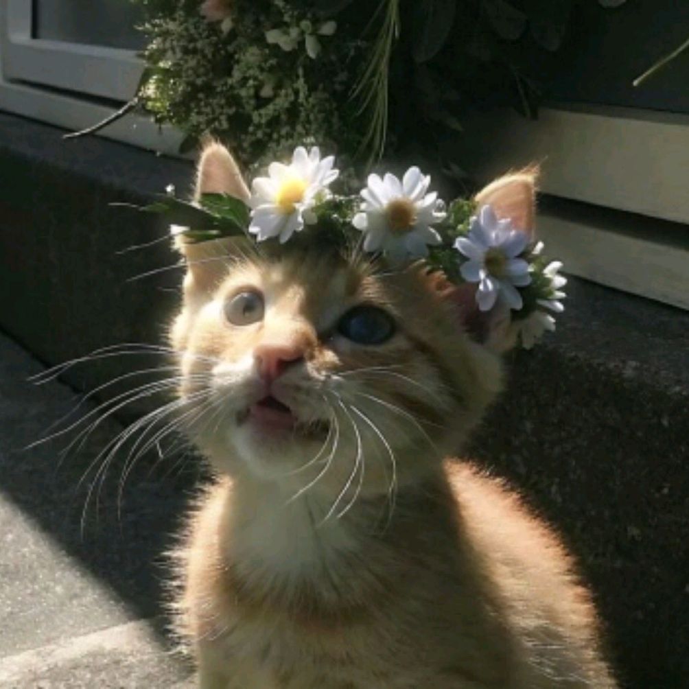 Иконка канала 🌼(Lunnik^^Official)🌼