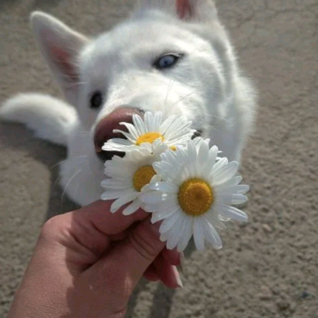 Иконка канала ~♡DogCuty♡~