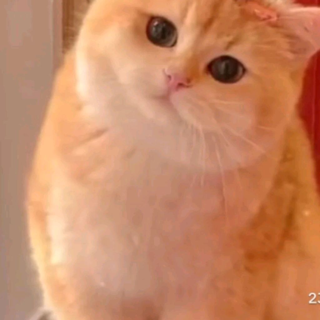Иконка канала Мир Котят Мяу😘