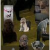 Иконка канала Safa