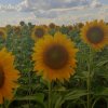 Иконка канала ~Мики \store🐭