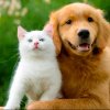 Иконка канала 🐈🐥каролева кроликов🐰🦄
