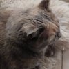 Иконка канала nici