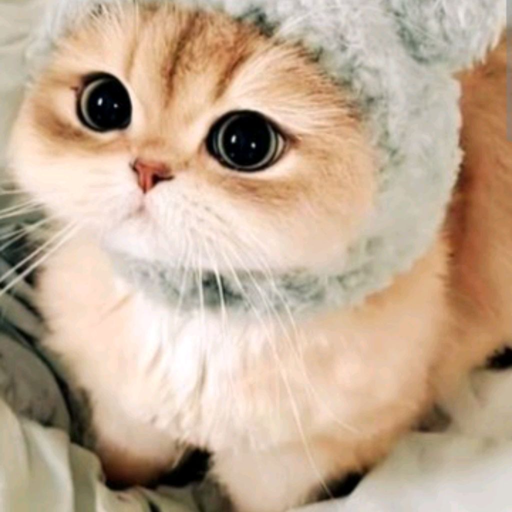 Иконка канала 😺Котик Мяу 😺