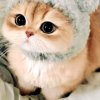 Иконка канала 😺Котик Мяу 😺