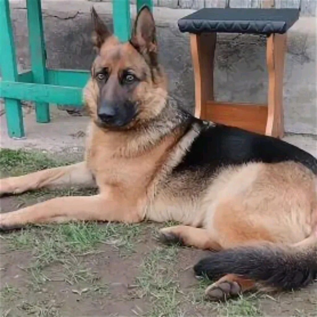 Иконка канала ОВАРЧВАФ🐕🦺