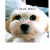 Иконка канала 🐩OLAF_DOG🐩