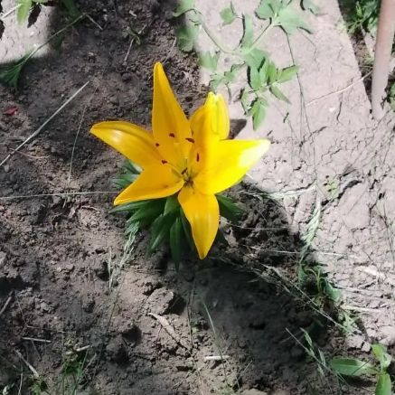 Иконка канала Кошара не обязана🥰