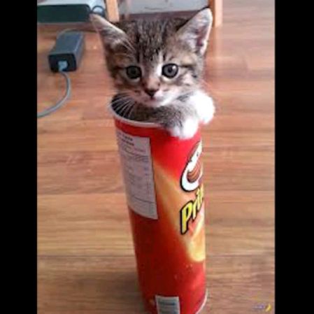 Иконка канала Котяра✔