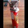 Иконка канала Котяра✔