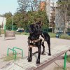 Иконка канала Музей Псов