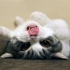 Иконка канала Мехом внутрь
