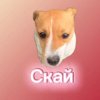 Иконка канала Джек Рассел Терьер Скай