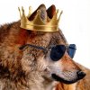 Иконка канала Король волков симба👑
