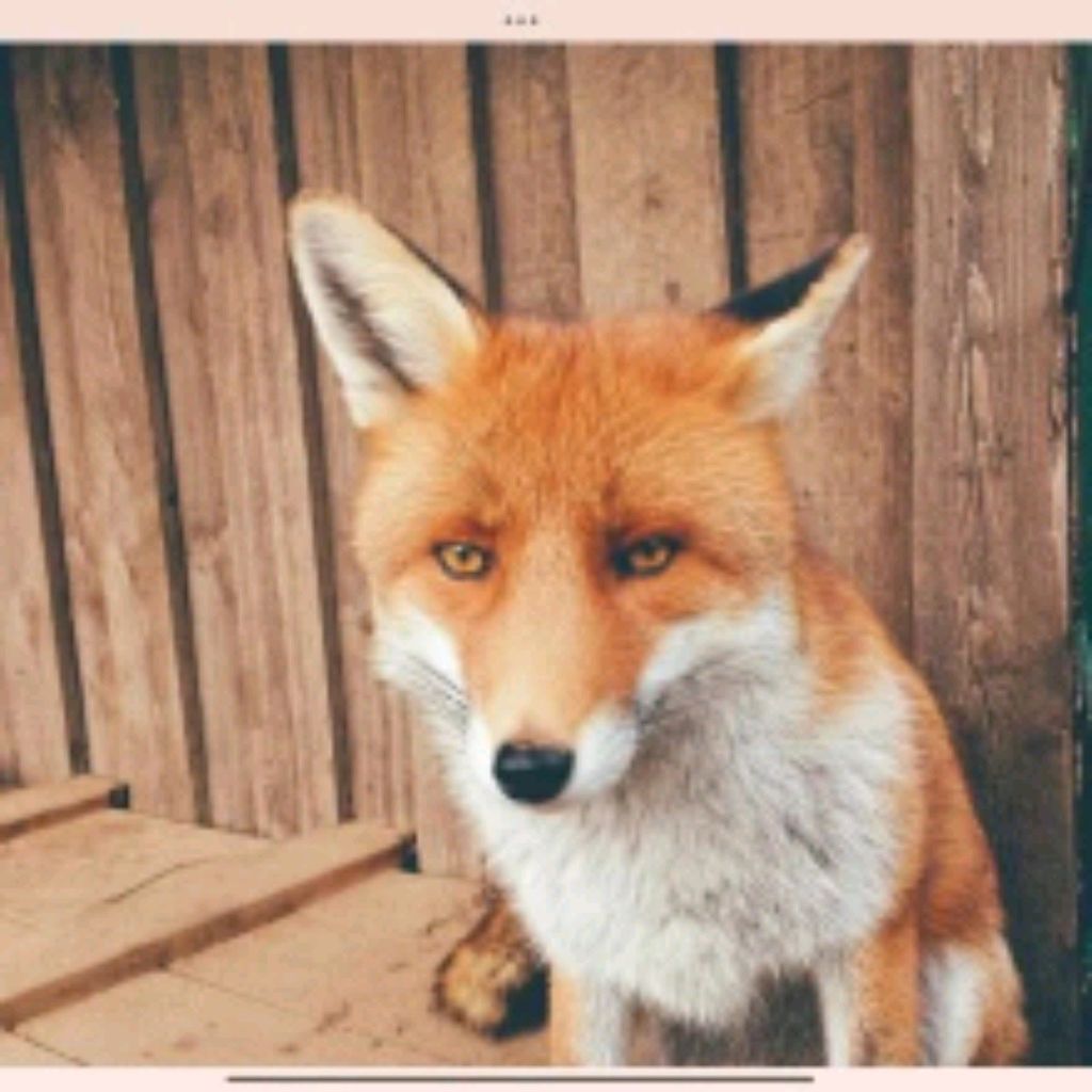 Иконка канала FOX
