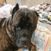 Иконка канала MAX