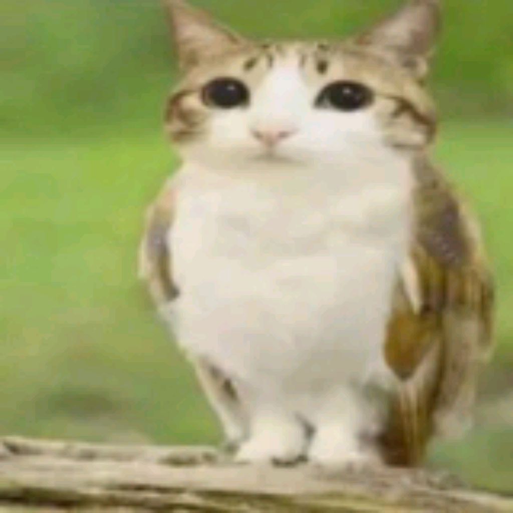 Иконка канала Meowl