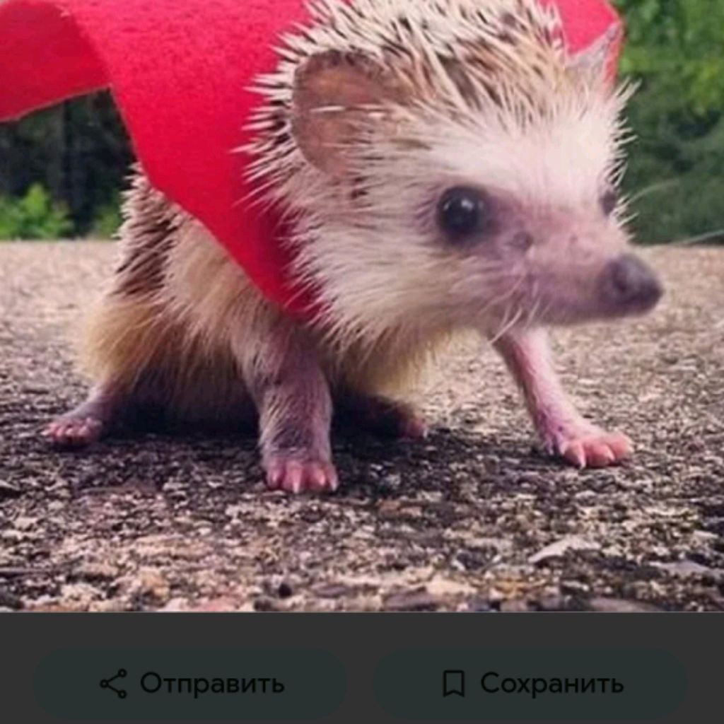 Иконка канала ёжик🦔