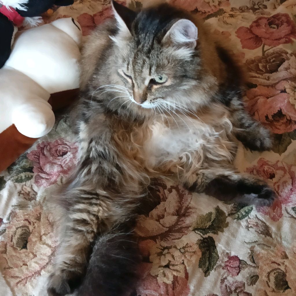 Иконка канала Рыська😺