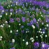 Иконка канала lavender