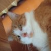 Иконка канала Котик рыжопик 😺
