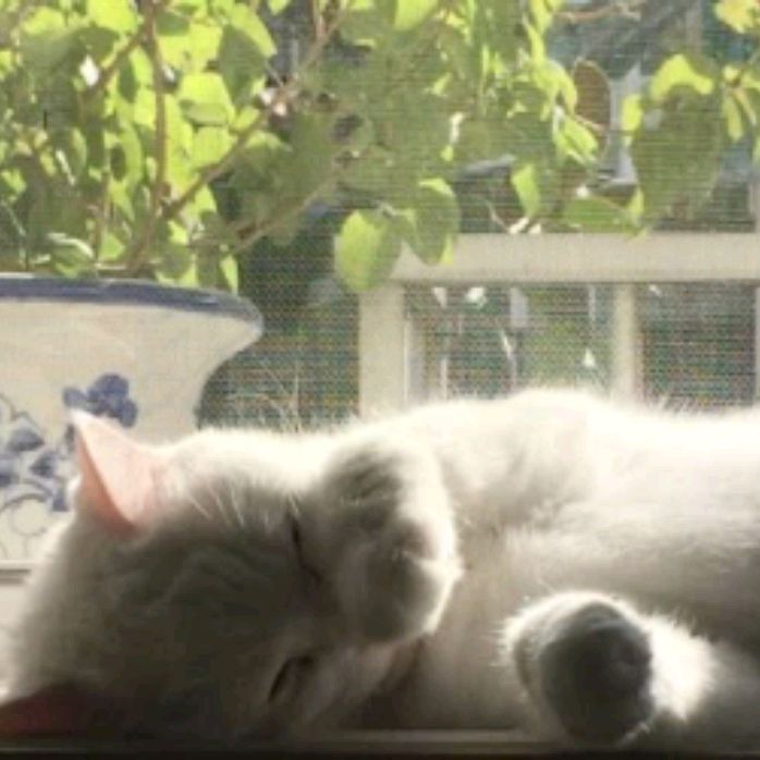 Иконка канала Котик 🐱