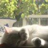 Иконка канала Котик 🐱