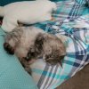 Иконка канала Полина cat
