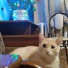 Иконка канала Pets Шоу