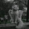 Иконка канала Ameli_M
