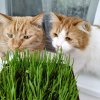 Иконка канала Мои Котосыночки
