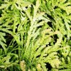 Иконка канала Grow a garden 2