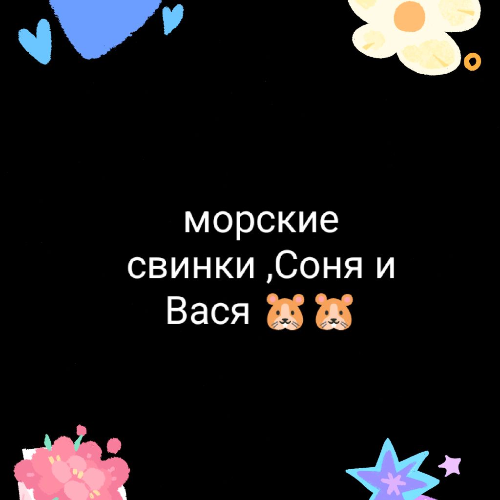 Иконка канала Морская Свинка "Вася,Соня",🐹🐹🐾🐾