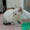 Иконка канала Студия Пофи