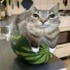 Иконка канала Dimon4ik Live