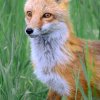 Иконка канала Лисëнок 🦊