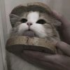 Иконка канала Булка