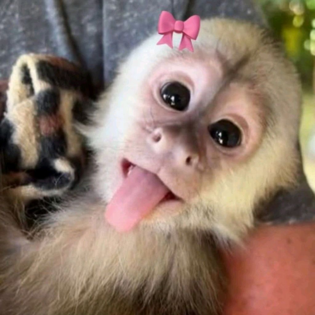Иконка канала itz.polina#🐒