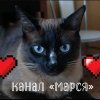Иконка канала 🤎Марся🐱