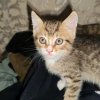 Иконка канала Чик Орк Плей Амир
