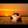 Иконка канала Григорий Котость