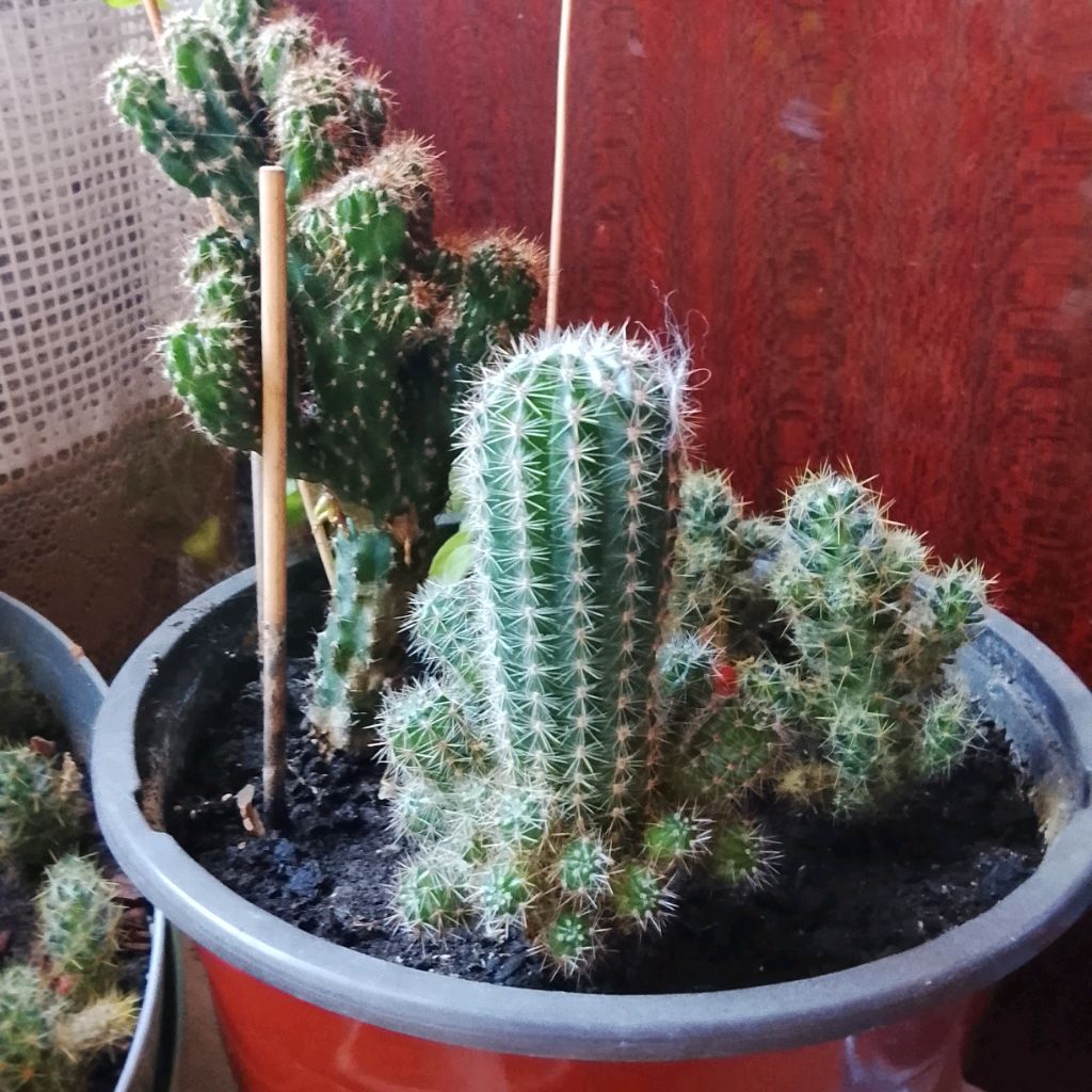 Иконка канала Кактусик 🌵