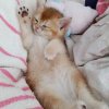Иконка канала Про Котиков И Собак