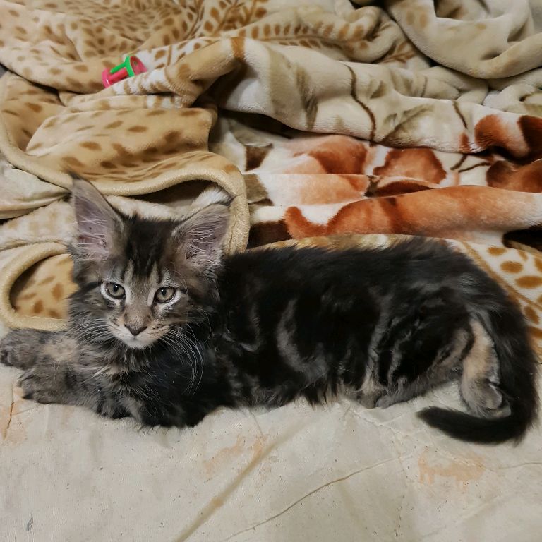 Иконка канала CatMyau