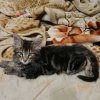 Иконка канала CatMyau
