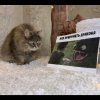Иконка канала STESHA_71