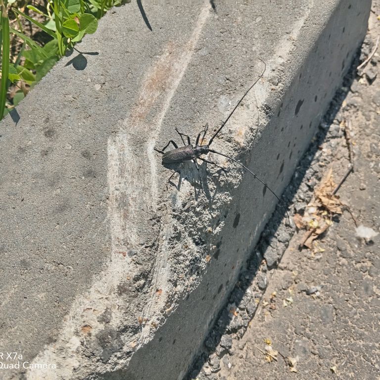 Иконка канала Жучара