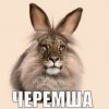Иконка канала Чрмша19k🤘💪😎